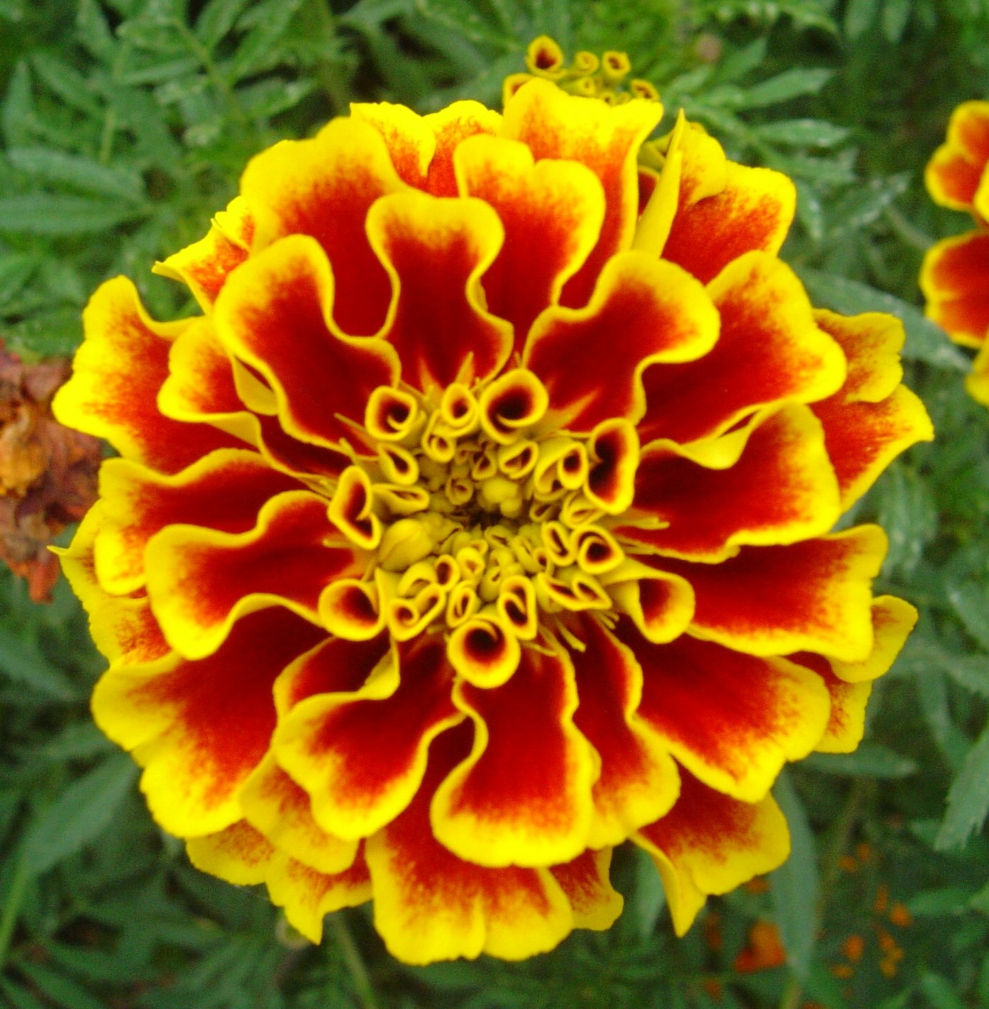 What Do Marigolds Smell Like - Grooming Wise