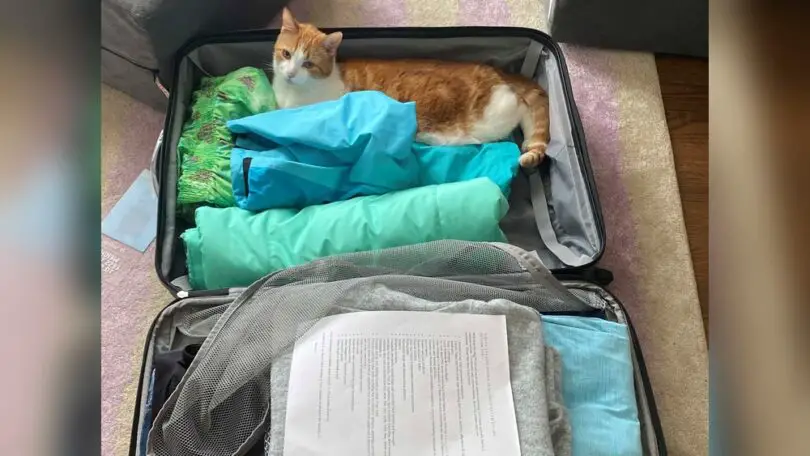 can i send perfume to new zealand - Grooming Wise